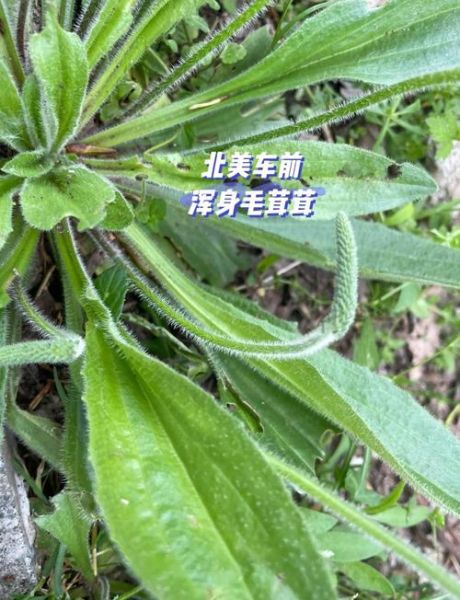 车前草能治疗什么病_车前草泡水喝的功效与禁忌-第3张图片-山城妙识