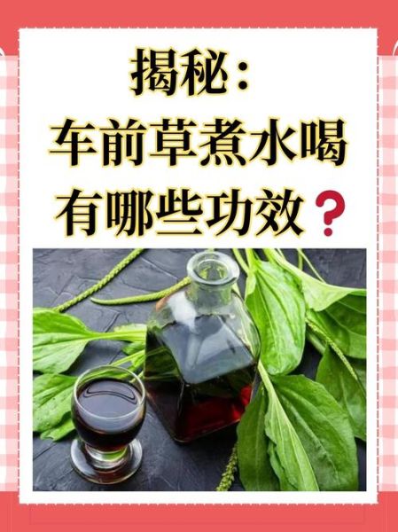 车前草能治疗什么病_车前草泡水喝的功效与禁忌-第1张图片-山城妙识