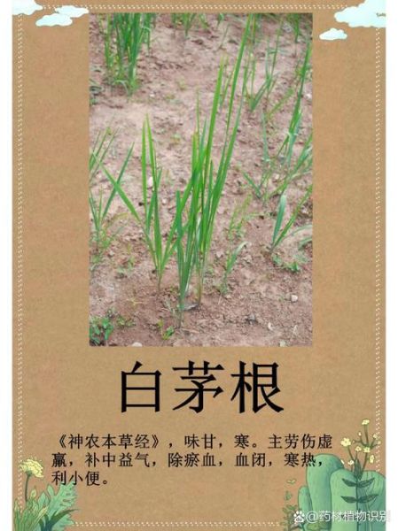 白茅根的功效与作用_白茅根的禁忌症有哪些-第3张图片-山城妙识