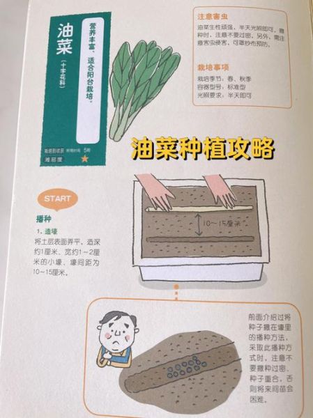 小白菜种子怎么选_小白菜种子多久发芽-第3张图片-山城妙识