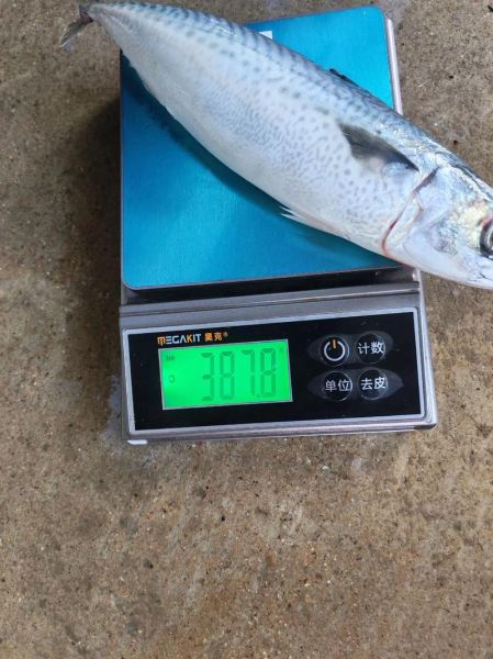 青鱼多少钱一斤2020_青鱼价格走势分析-第1张图片-山城妙识