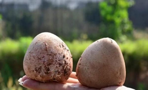 竹荪蛋多少钱一斤_竹荪蛋为什么这么贵-第3张图片-山城妙识