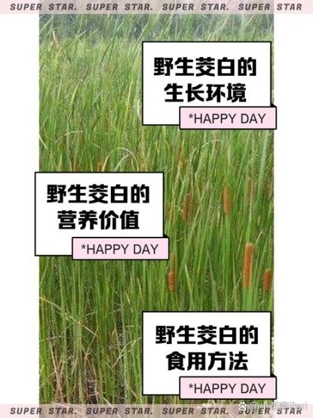 茭白什么人不能吃_茭白功效与作用禁忌-第2张图片-山城妙识