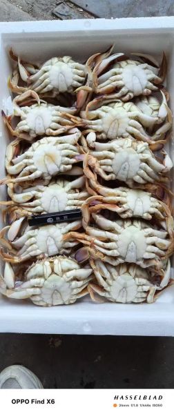 活螃蟹放带冰的泡沫箱能活多久_运输注意事项-第1张图片-山城妙识