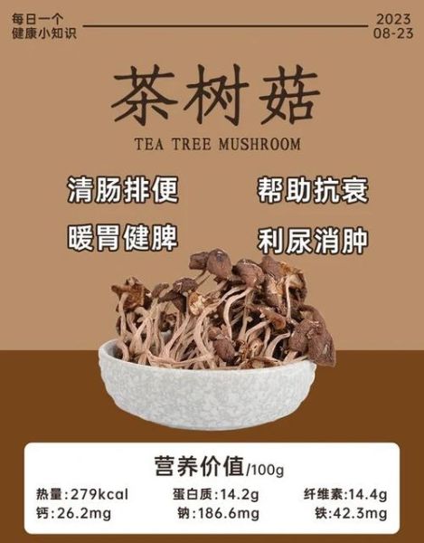 茶树菇不能和什么一起吃_哪些人不能吃茶树菇-第1张图片-山城妙识