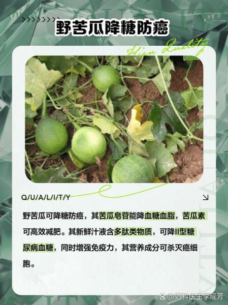 山苦瓜图片_山苦瓜功效与作用-第1张图片-山城妙识