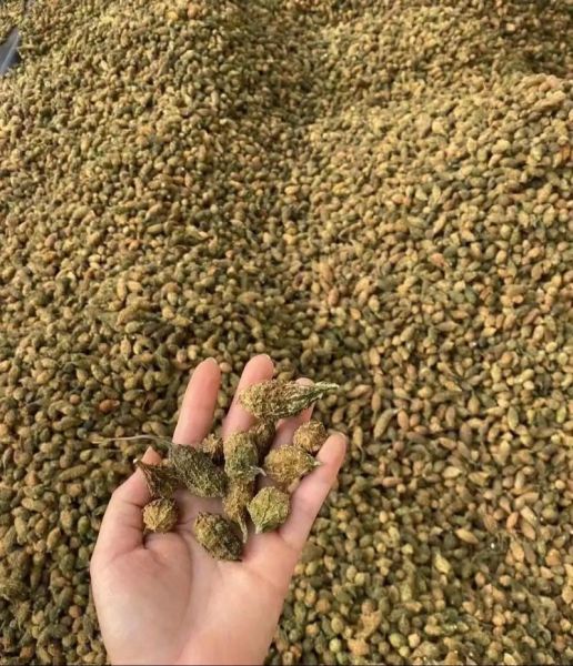 山苦瓜图片_山苦瓜功效与作用-第3张图片-山城妙识