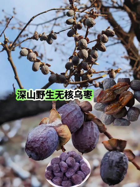 黑枣的功效与作用及食用方法_黑枣怎么吃最养人-第2张图片-山城妙识
