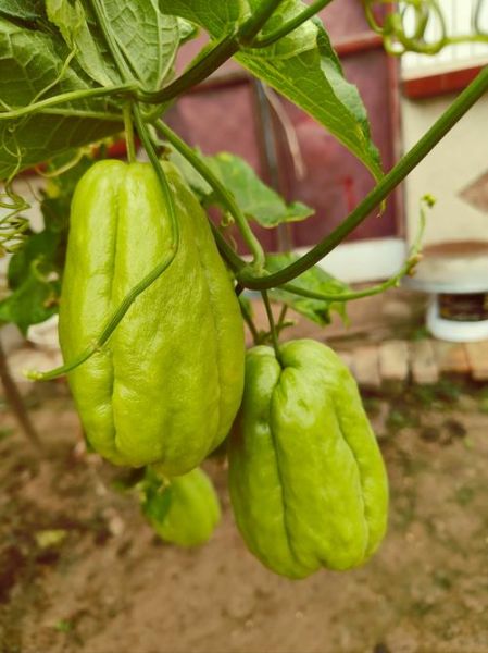 佛手瓜的功效与禁忌_孕妇能吃吗-第1张图片-山城妙识