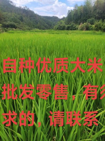 大米批发价格哪里便宜_大米批发网靠谱吗-第3张图片-山城妙识