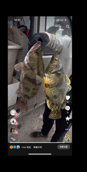 鲑鱼和桂鱼的区别_哪个更好吃-第3张图片-山城妙识 鲑鱼和桂鱼的区别_哪个更好吃-第3张图片-山城妙识