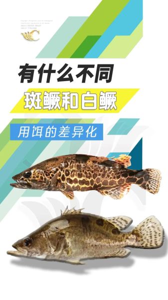 鲑鱼和桂鱼的区别_哪个更好吃-第2张图片-山城妙识 鲑鱼和桂鱼的区别_哪个更好吃-第2张图片-山城妙识