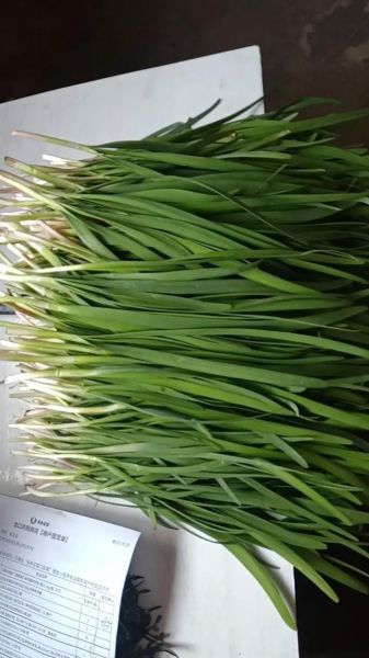 韭菜图片大全图片欣赏_韭菜品种怎么区分-第3张图片-山城妙识