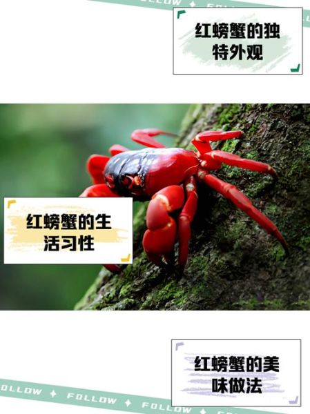 红蟹能吃吗_红蟹真的有毒吗-第1张图片-山城妙识 红蟹能吃吗_红蟹真的有毒吗-第1张图片-山城妙识