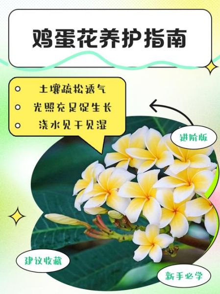 鸡蛋花怎么养_鸡蛋花有毒吗-第1张图片-山城妙识 鸡蛋花怎么养_鸡蛋花有毒吗-第1张图片-山城妙识