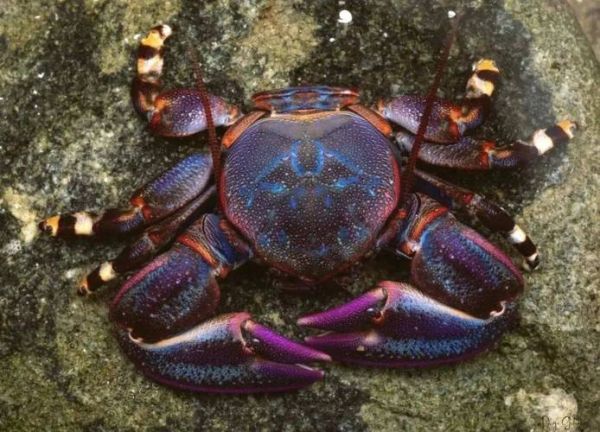 螃蟹有几条腿_螃蟹腿断了还能长出来吗-第2张图片-山城妙识 螃蟹有几条腿_螃蟹腿断了还能长出来吗-第2张图片-山城妙识