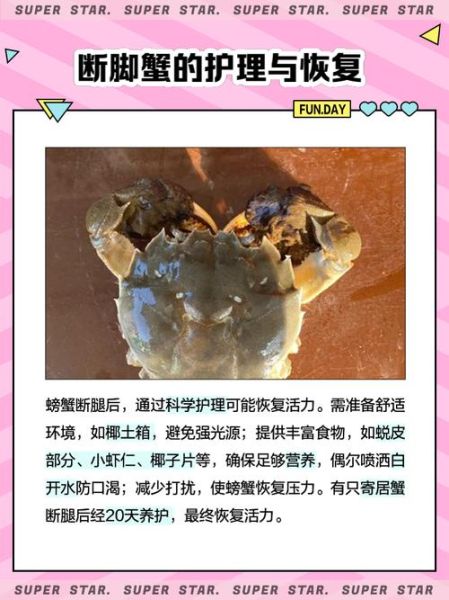 螃蟹有几条腿_螃蟹腿断了还能长出来吗-第1张图片-山城妙识 螃蟹有几条腿_螃蟹腿断了还能长出来吗-第1张图片-山城妙识