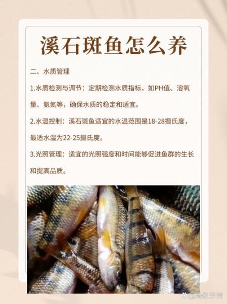 石斑鱼怎么养_石斑鱼养殖技术要点-第1张图片-山城妙识 石斑鱼怎么养_石斑鱼养殖技术要点-第1张图片-山城妙识
