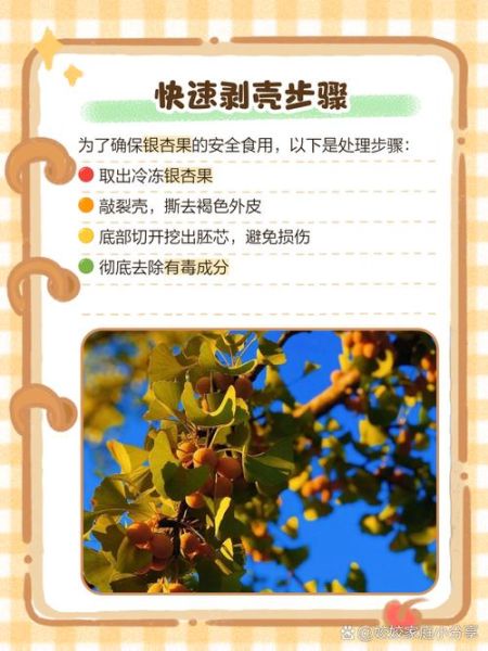 新鲜银杏果怎么吃_新鲜银杏果怎么去皮-第2张图片-山城妙识 新鲜银杏果怎么吃_新鲜银杏果怎么去皮-第2张图片-山城妙识