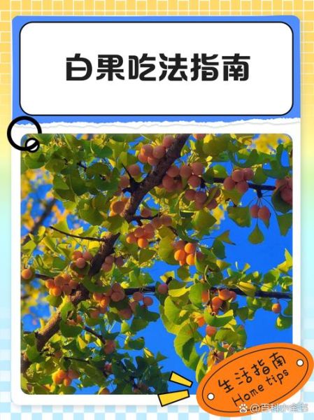 新鲜银杏果怎么吃_新鲜银杏果怎么去皮-第3张图片-山城妙识 新鲜银杏果怎么吃_新鲜银杏果怎么去皮-第3张图片-山城妙识