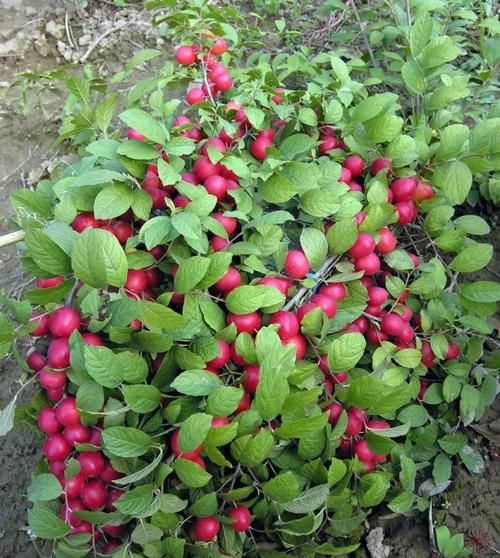 含钙量高的水果有哪些_怎么选-第3张图片-山城妙识