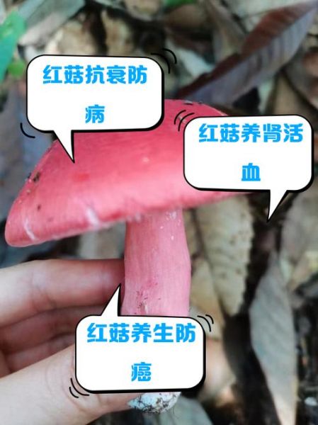 大红菇的功效与作用_大红菇怎么吃最营养-第1张图片-山城妙识 大红菇的功效与作用_大红菇怎么吃最营养-第1张图片-山城妙识