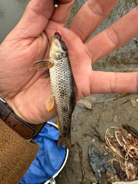 农村河里钓鱼技巧_农村河里能钓到哪些鱼-第1张图片-山城妙识 农村河里钓鱼技巧_农村河里能钓到哪些鱼-第1张图片-山城妙识