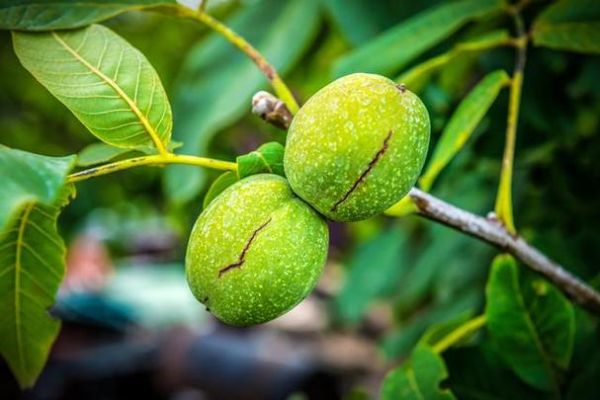 核桃树几年结果_核桃树怎么种植-第2张图片-山城妙识 核桃树几年结果_核桃树怎么种植-第2张图片-山城妙识