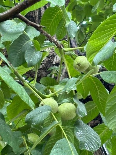 核桃树几年结果_核桃树怎么种植-第1张图片-山城妙识 核桃树几年结果_核桃树怎么种植-第1张图片-山城妙识