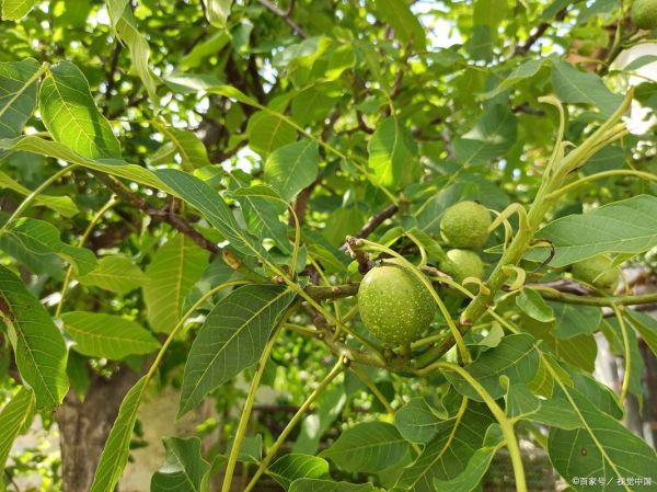 核桃树几年结果_核桃树怎么种植-第3张图片-山城妙识 核桃树几年结果_核桃树怎么种植-第3张图片-山城妙识