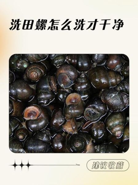 田螺怎么清洗才干净_田螺做法教程-第1张图片-山城妙识