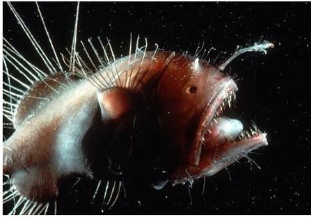 安康鱼长什么样子_安康鱼外形特征图解-第1张图片-山城妙识