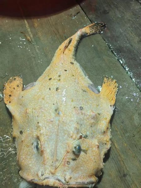 安康鱼长什么样子_安康鱼外形特征图解-第3张图片-山城妙识