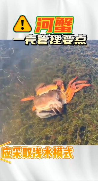 大闸蟹养殖技术_大闸蟹养殖图片怎么看懂-第2张图片-山城妙识 大闸蟹养殖技术_大闸蟹养殖图片怎么看懂-第2张图片-山城妙识