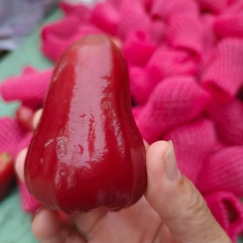 莲雾为什么叫痔疮果_莲雾痔疮果由来-第3张图片-山城妙识