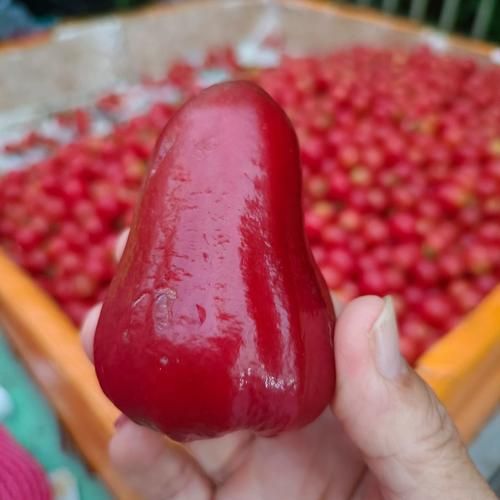 莲雾为什么叫痔疮果_莲雾痔疮果由来-第2张图片-山城妙识