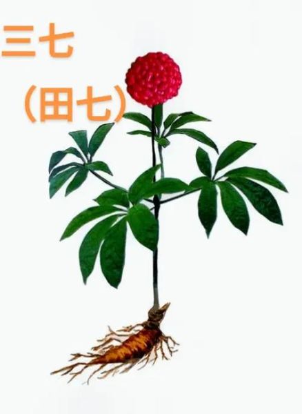 三七图片大全怎么找_三七图片欣赏技巧-第2张图片-山城妙识