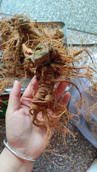 三七图片大全怎么找_三七图片欣赏技巧-第3张图片-山城妙识