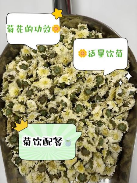贡菊和胎菊哪个更去火_贡菊胎菊去火效果对比-第1张图片-山城妙识