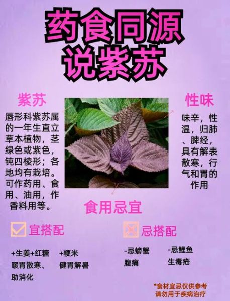 紫苏的功效与作用及禁忌_孕妇能吃紫苏吗-第1张图片-山城妙识
