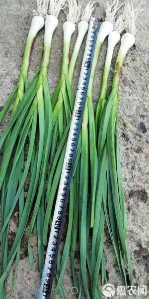 青蒜苗怎么种_青蒜苗的营养价值-第1张图片-山城妙识