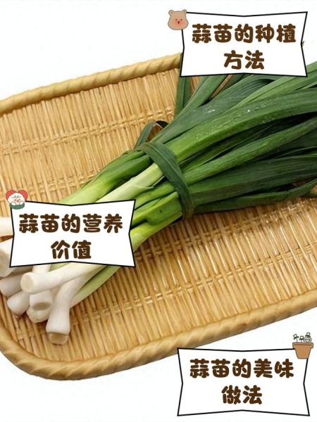 青蒜苗怎么种_青蒜苗的营养价值-第2张图片-山城妙识