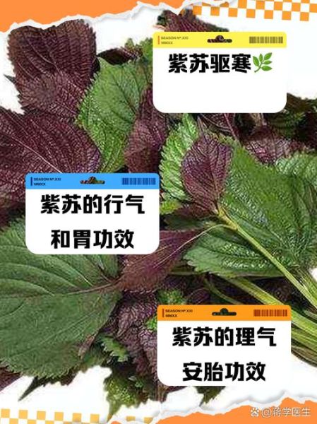 紫苏的功效与作用及禁忌_孕妇能吃紫苏吗-第2张图片-山城妙识