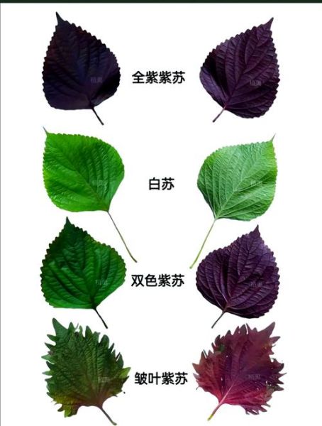 紫苏的功效与作用及禁忌_孕妇能吃紫苏吗-第3张图片-山城妙识