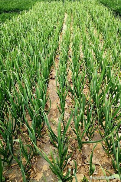 青蒜苗怎么种_青蒜苗的营养价值-第3张图片-山城妙识