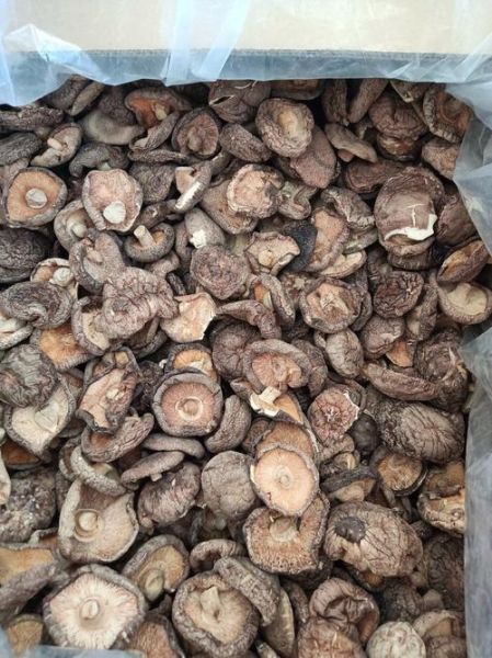 茶树菇产地主要在哪个省_茶树菇哪个省最正宗-第2张图片-山城妙识 茶树菇产地主要在哪个省_茶树菇哪个省最正宗-第2张图片-山城妙识