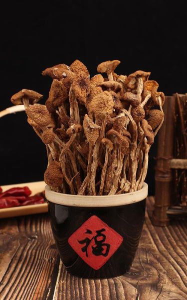 茶树菇产地主要在哪个省_茶树菇哪个省最正宗-第1张图片-山城妙识 茶树菇产地主要在哪个省_茶树菇哪个省最正宗-第1张图片-山城妙识