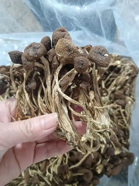 茶树菇产地主要在哪个省_茶树菇哪个省最正宗-第3张图片-山城妙识 茶树菇产地主要在哪个省_茶树菇哪个省最正宗-第3张图片-山城妙识