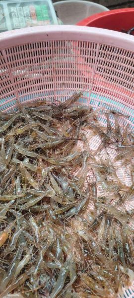 河虾的功效与禁忌_什么人不能吃河虾-第3张图片-山城妙识