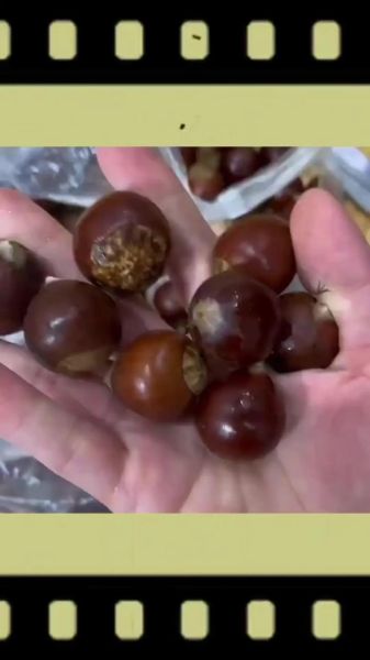 带壳生板栗怎么煮_煮多久才开口-第2张图片-山城妙识 带壳生板栗怎么煮_煮多久才开口-第2张图片-山城妙识